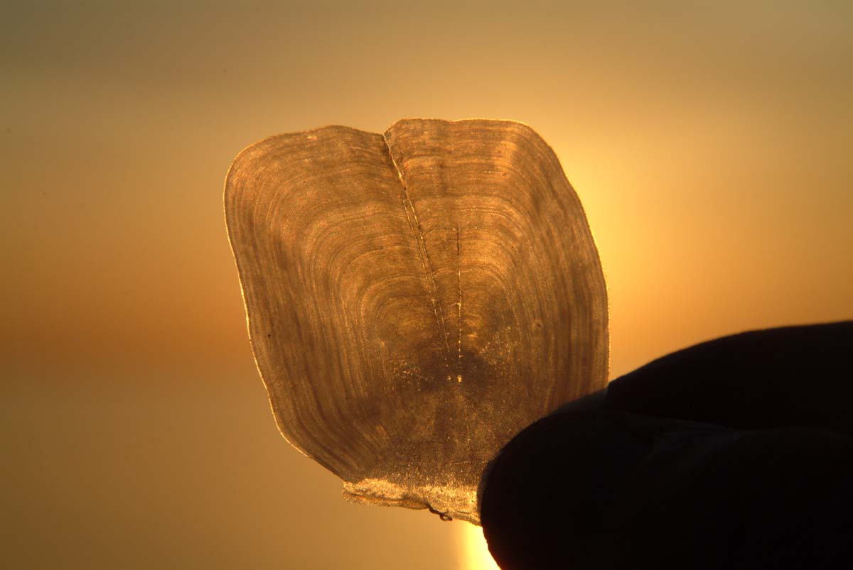 Fischschuppen: Die zweite Haut der Wasserbewohner - BLINKER