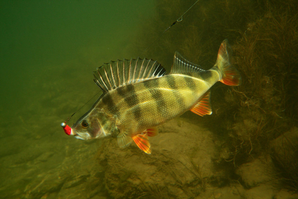 Fischschuppen: Die zweite Haut der Wasserbewohner - BLINKER
