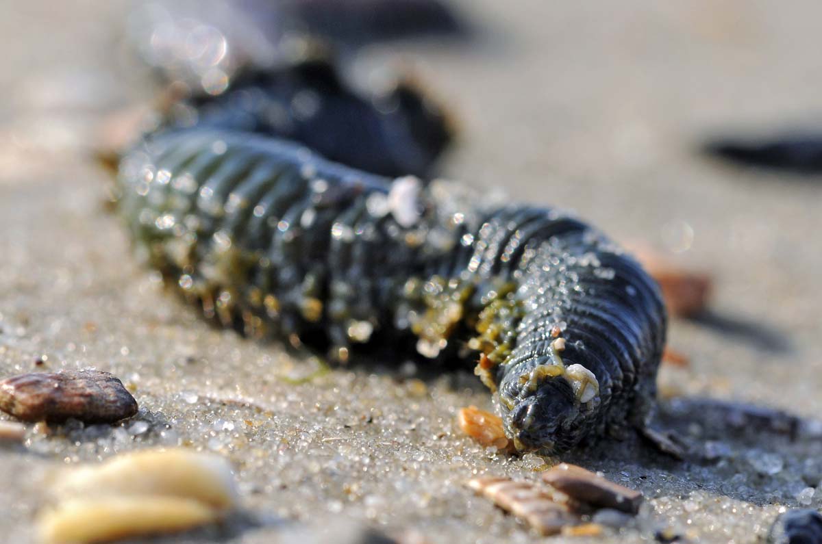 Wattwurm: Selber beschaffen und richtig Hältern - BLINKER