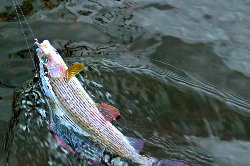 French Nymphing: Die geheimen Tricks der Franzosen - BLINKER