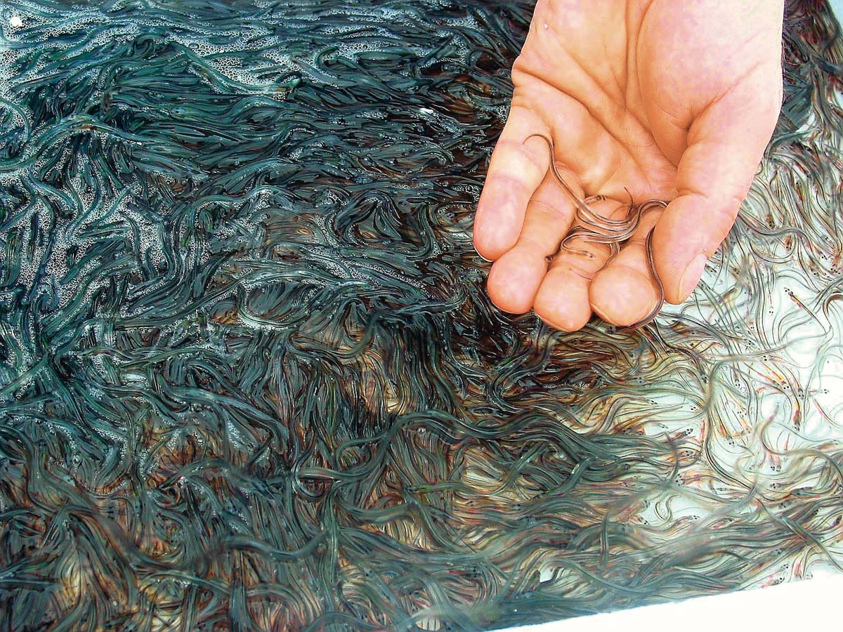 Glasaal-Schmuggel: 100.000 Jungfische beschlagnahmt - BLINKER