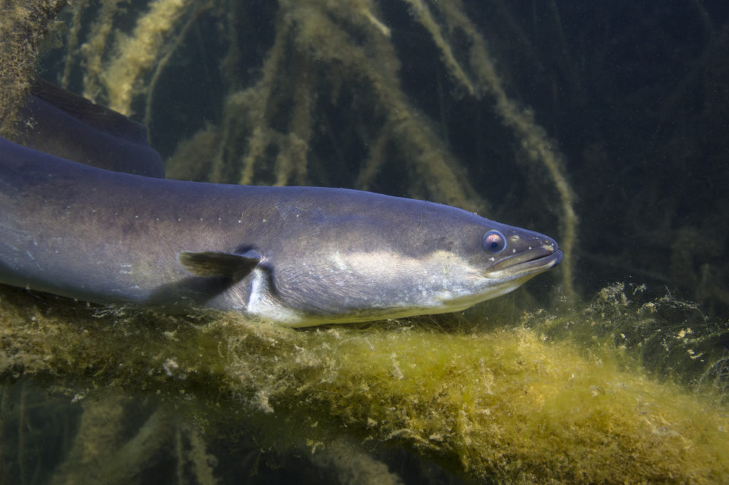 Mehr Aale im Rhein: Rekordjahr an Fischtreppe bei Rheinau-Gambsheim ...