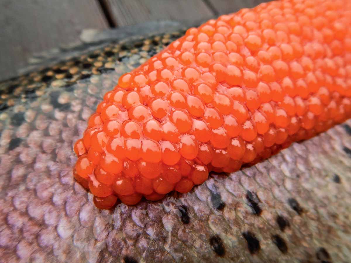 Forellenrogen – ein toller Winterköder am Angelsee! - BLINKER