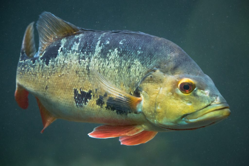 Florida: Angler fängt Peacock Bass und bricht Staatsrekord - BLINKER
