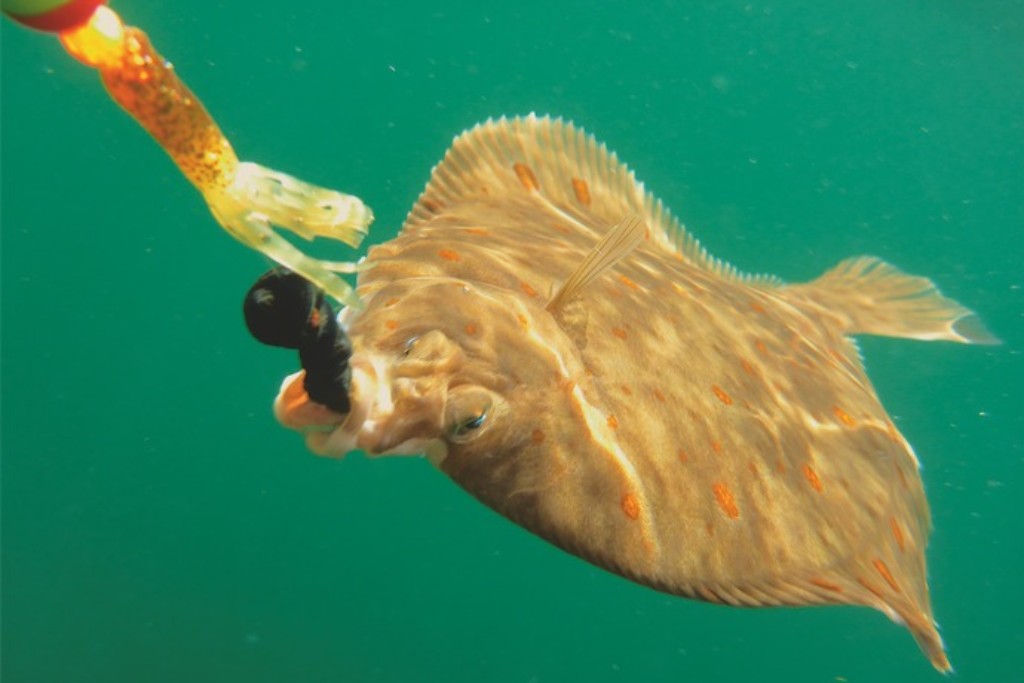 Plattfisch in der Ostsee: Angeln mit leichtem Gerät bringt Fisch! - BLINKER