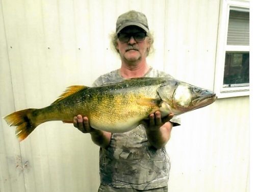 Rekord-Walleye: Angler hätte den Fisch fast gegessen - BLINKER