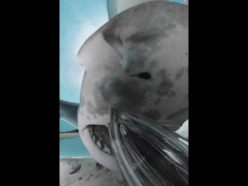 Hai frisst Kamera: Hautnahe Bilder aus dem Maul - BLINKER