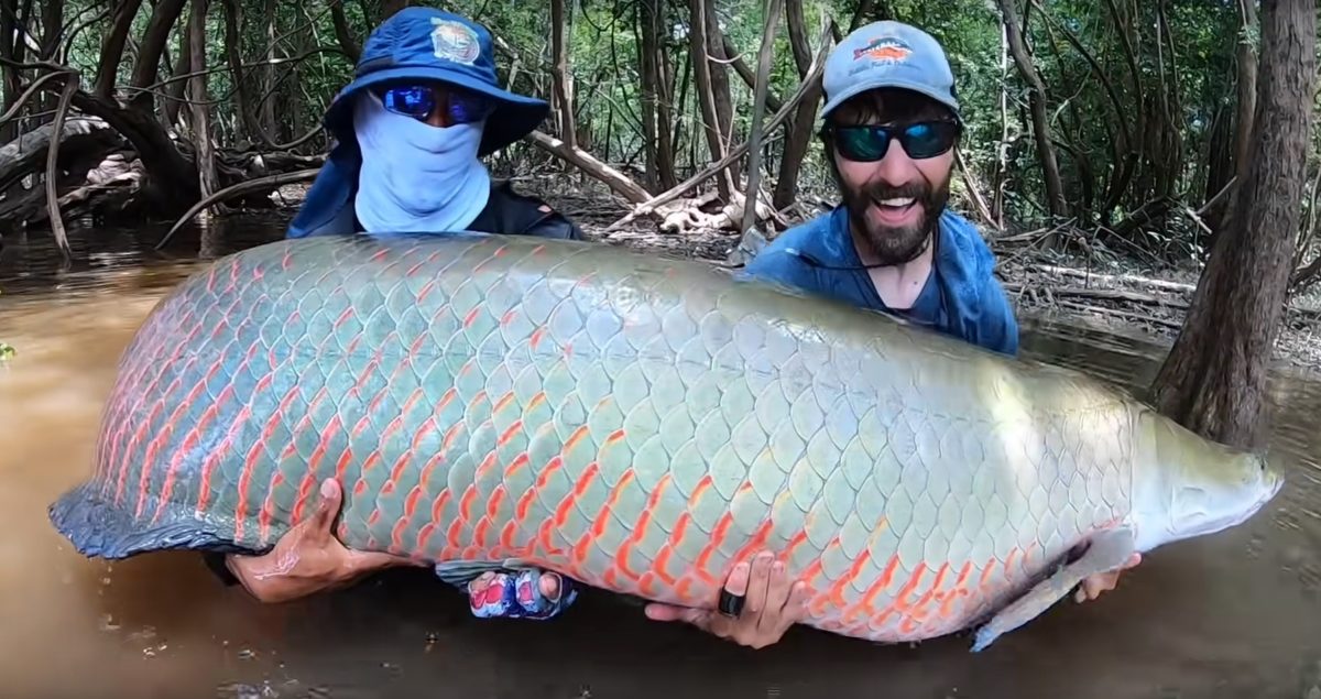 Video: Riesiger Arapaima zieht Boot von Angler in die Bäume - BLINKER