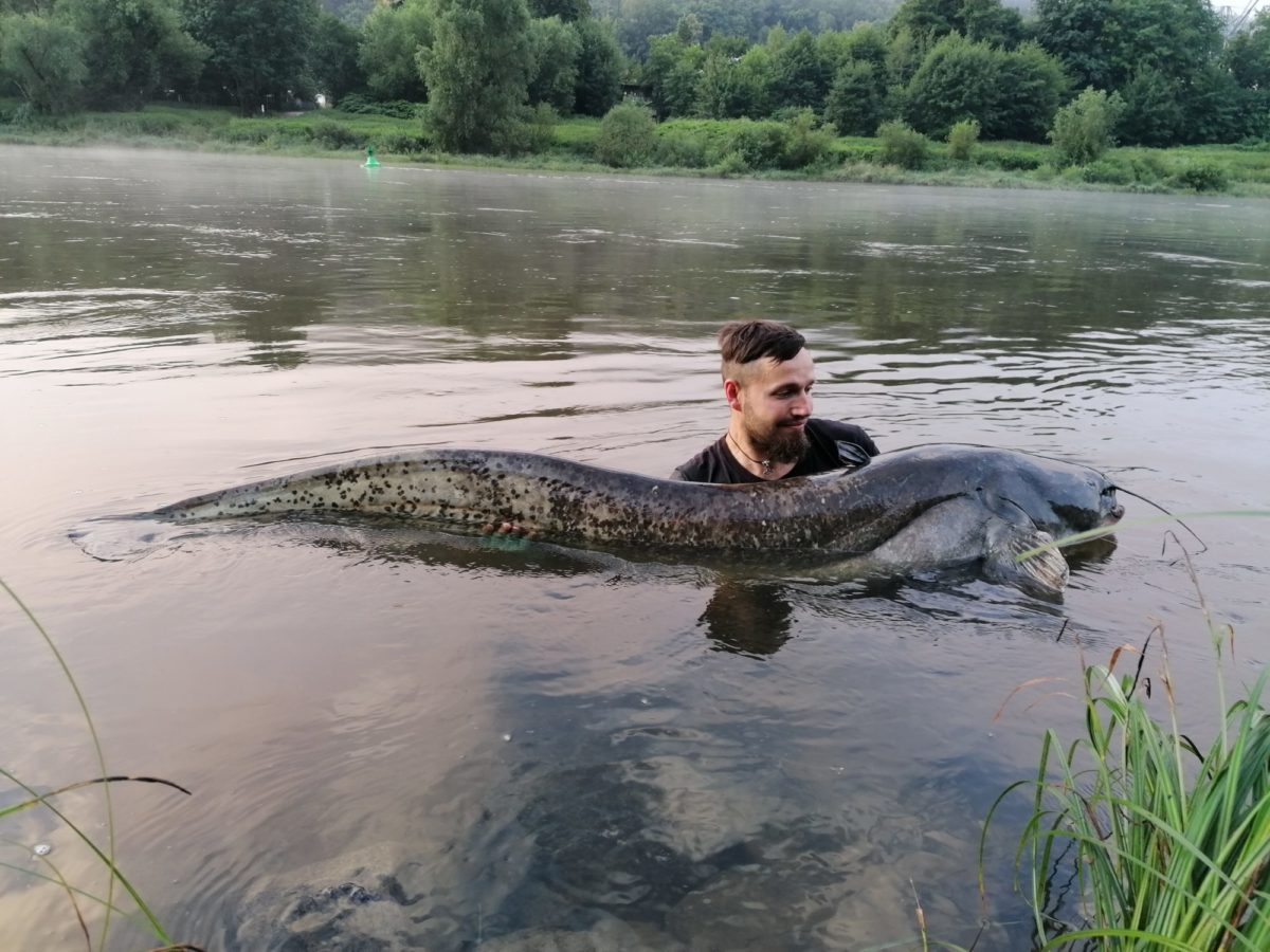2,20 Meter langer Wels aus der Elbe: Platz 1 der Hitparade! - BLINKER