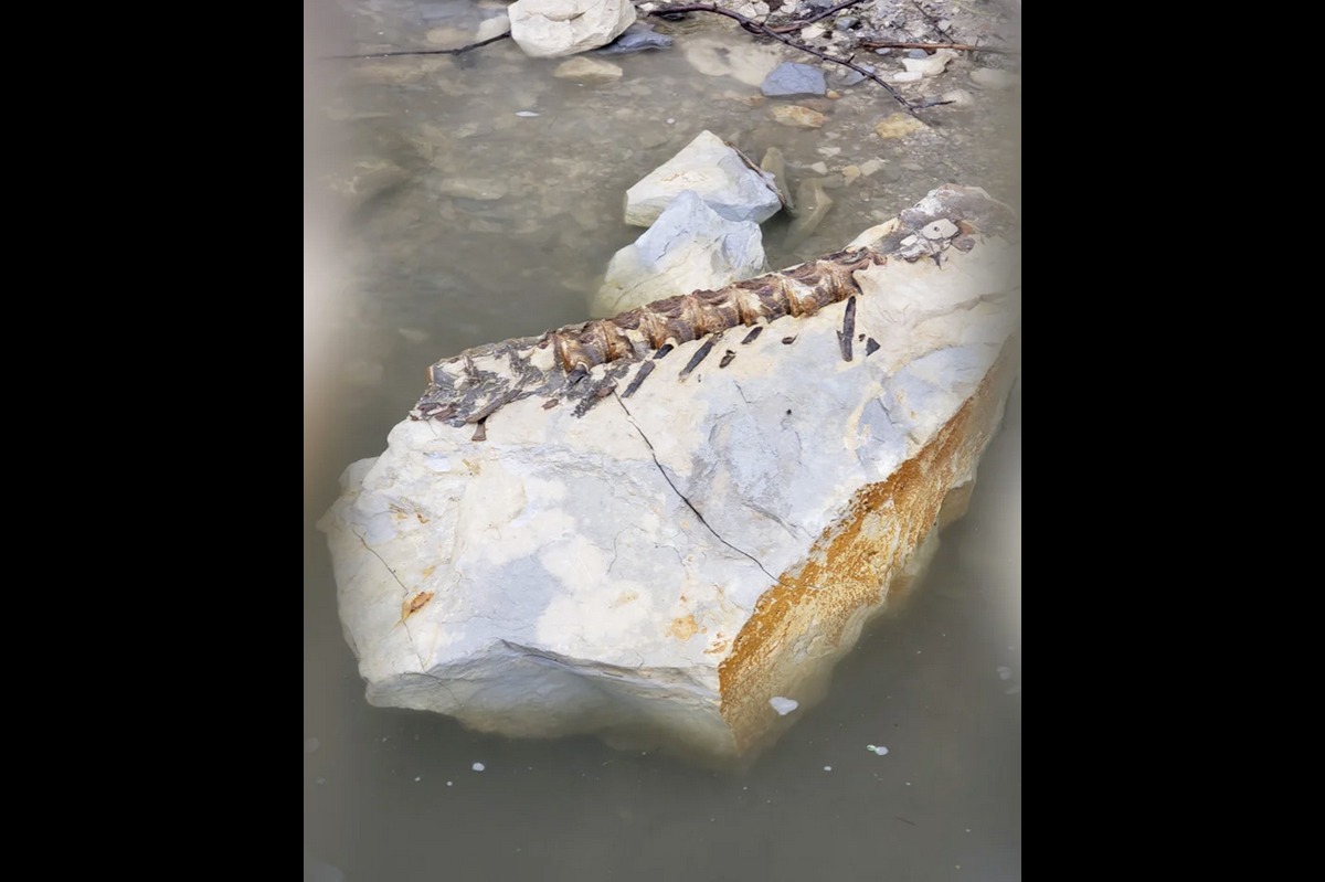 Angler „fängt“ 90 Millionen Jahre altes Fisch-Fossil - BLINKER