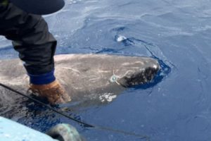 Eishai in der Karibik gibt Forschern Rätsel auf - BLINKER