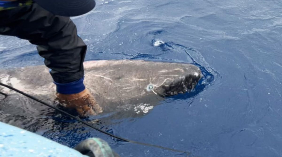 Eishai in der Karibik gibt Forschern Rätsel auf - BLINKER