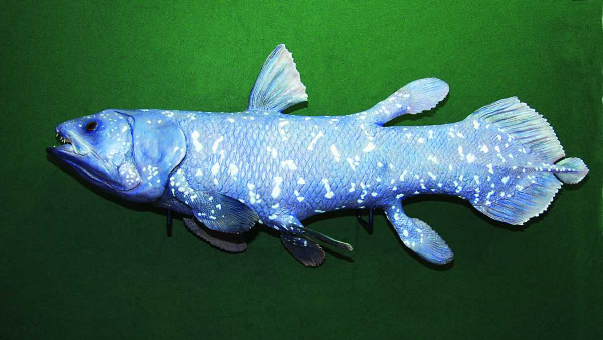 Seltsame Jagdtechnik: Der Quastenflosser macht Kopfstand - BLINKER