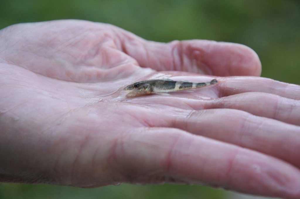 Bayern: Angler setzten Streber in die Isar aus - BLINKER