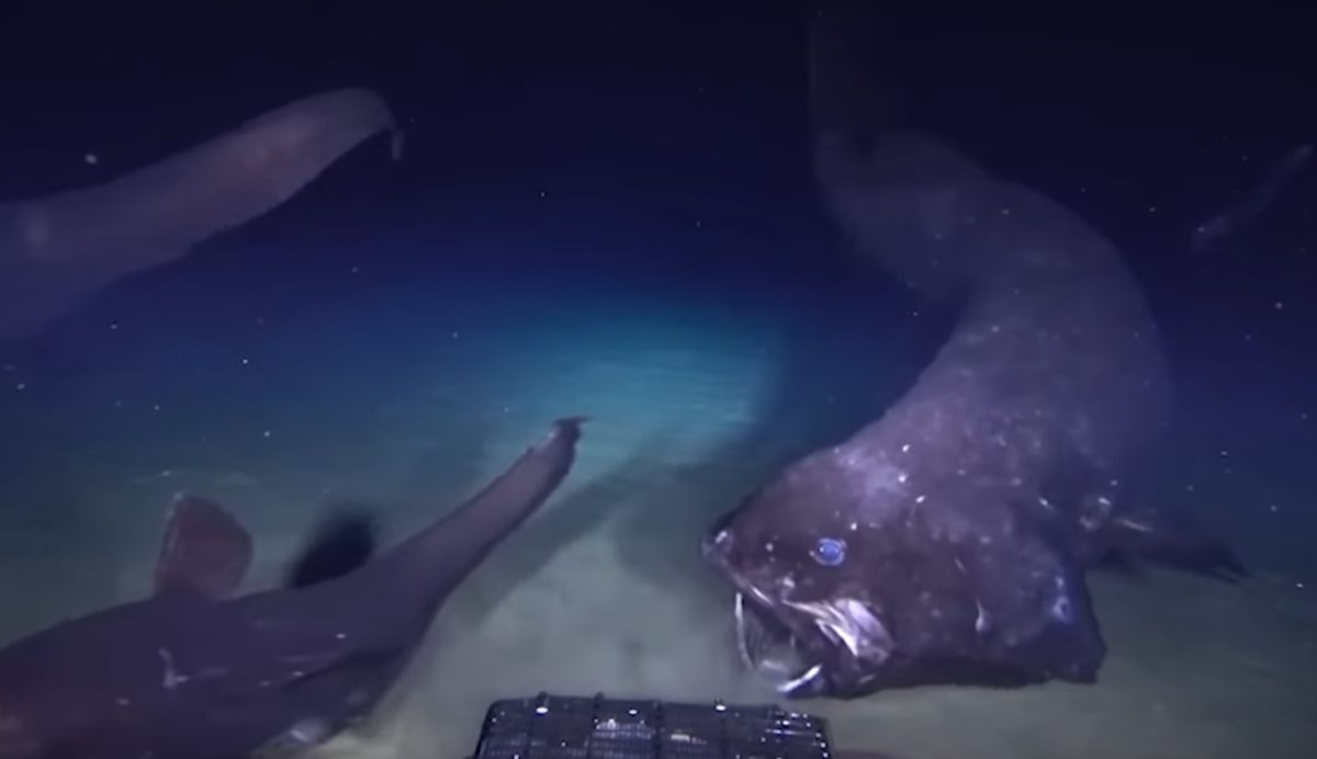 Japan: Forscher filmen riesigen Tiefseefisch - BLINKER