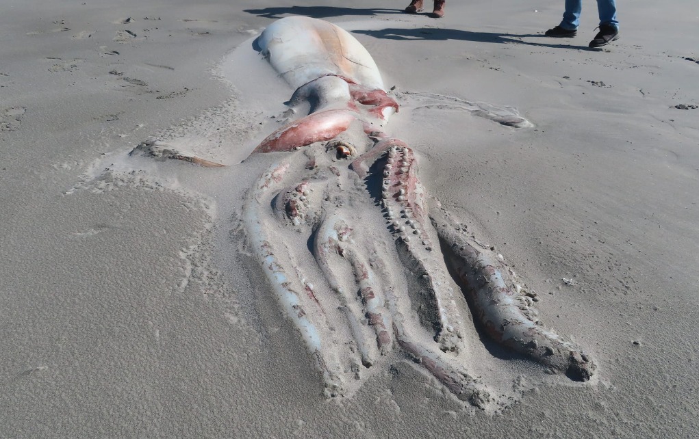 Riesenkalmar vor Neuseeland angeschwemmt - BLINKER
