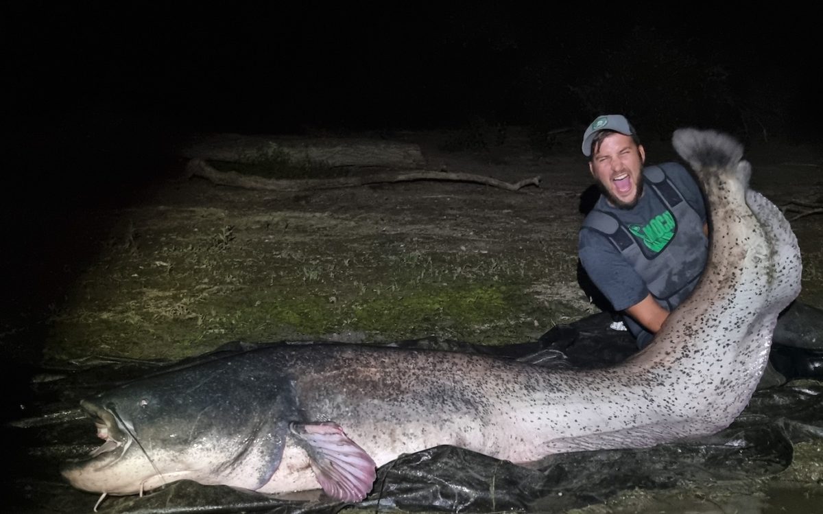 2,62 Meter: Angler fängt riesigen Wels aus dem Rhein - BLINKER