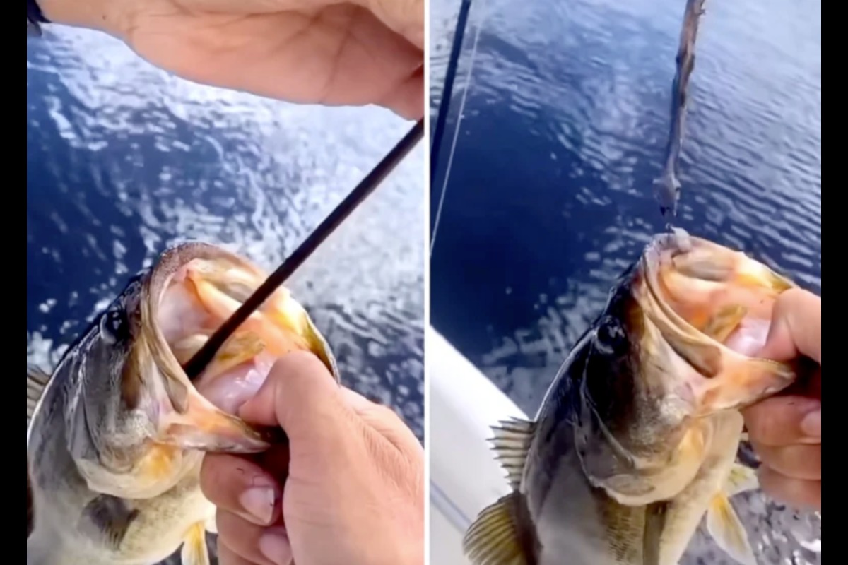 Länger als der Fisch: Angler zieht Schlange aus Barsch - BLINKER