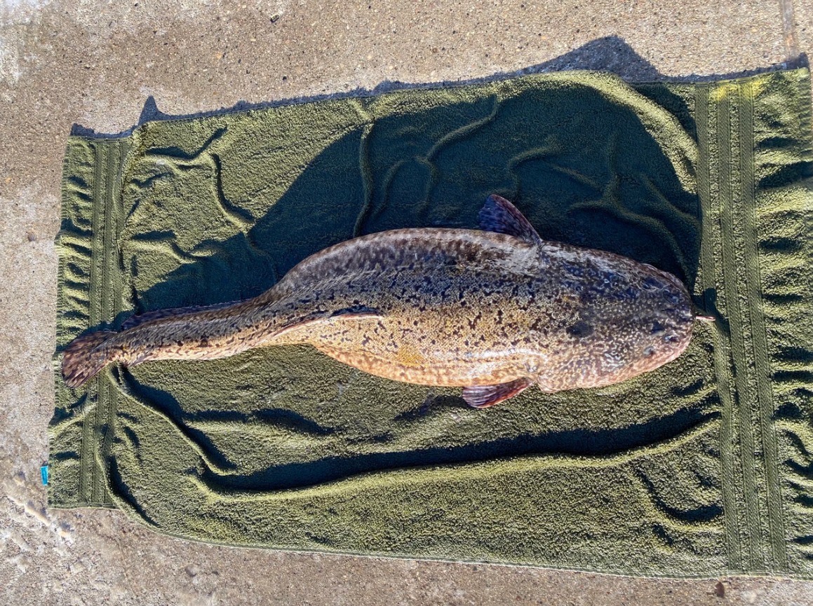 Angler fängt Quappe und bricht 38 Jahre alten Rekord - BLINKER