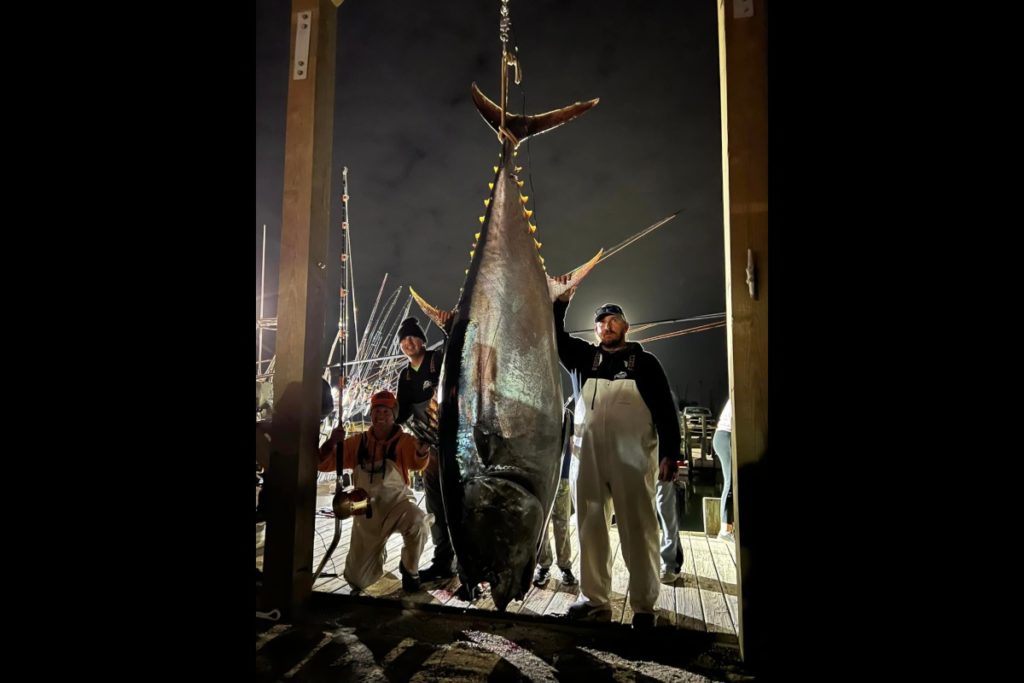 Über 400 Kilo: Angler landen Riesen-Thunfisch vor North Carolina