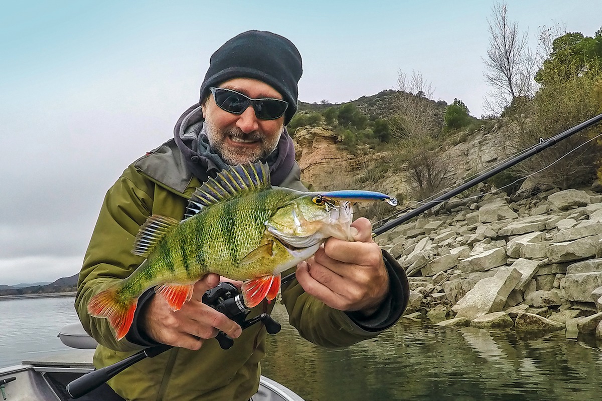 Der Barsch-Griff: Wie fasse ich einen Barsch richtig an? - BLINKER