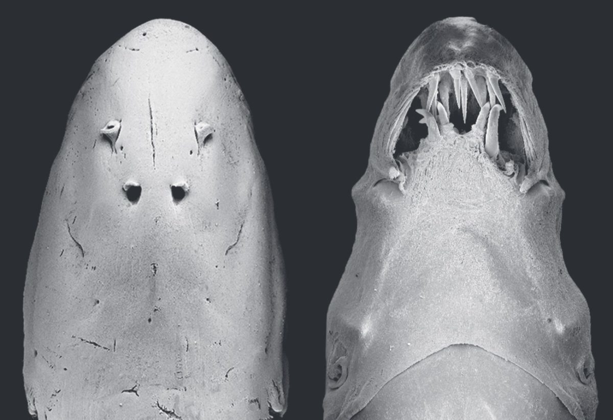 Neue Fischarten entdeckt: Kennen Sie den Vampir-Wels? - BLINKER