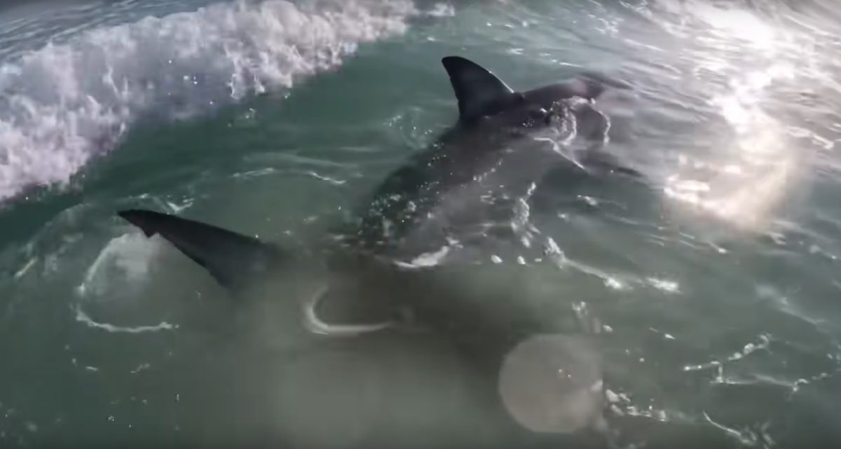 Florida: Angler fangen Weißen Hai vom Strand - BLINKER