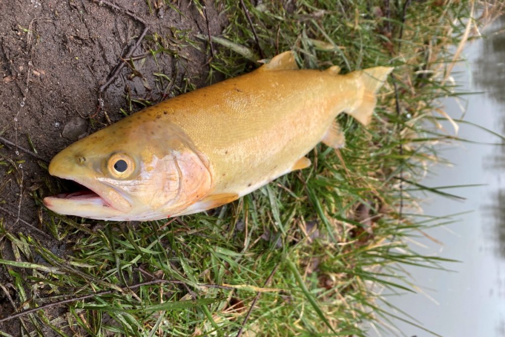 Forellenangeln - BLINKER