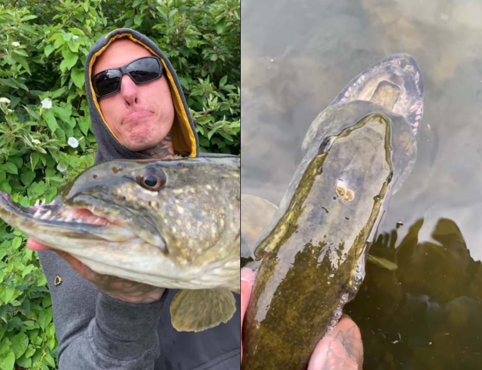 Fisch mit Unterbiss: Angler fängt deformierten Hecht - BLINKER