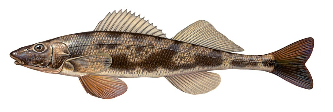 Welche Barsch-Arten gibt es in Deutschland? - BLINKER