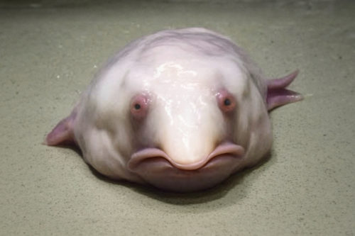 Der Blobfisch: Der hässlichste Fisch der Welt - BLINKER