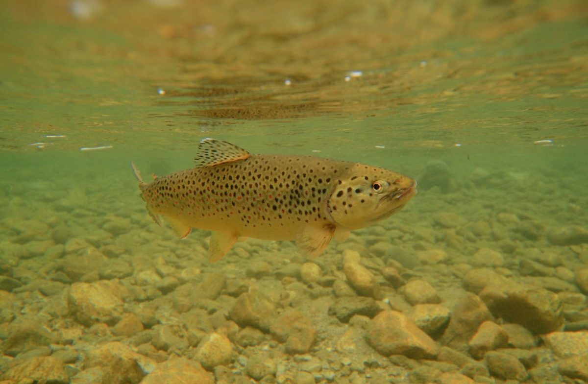 Forelle steht erstmals auf der Roten Liste - BLINKER