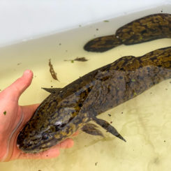 Steckbrief Quappe: Wie erkenne ich sie und wie fange ich diesen Fisch?