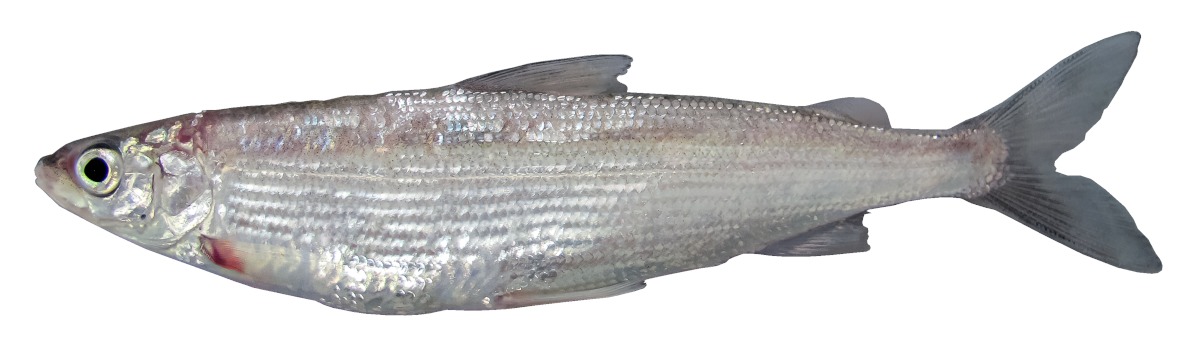 Forscher entdecken neue Fischarten in der Schweiz - BLINKER