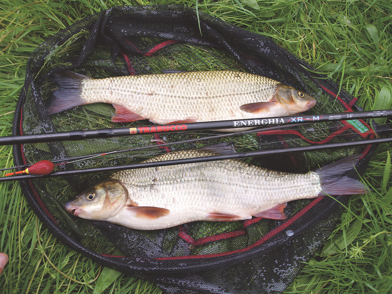 Nasen-Fische kehren in großen Mengen zurück - das freut nicht nur ...