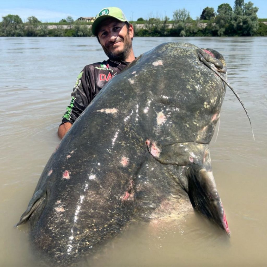 Italien: Neuer Wels-Weltrekord! - BLINKER