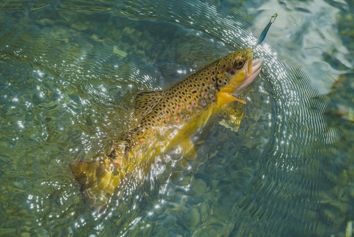 Heiße Bachforellen: Das sind die besten Sommerspots - BLINKER