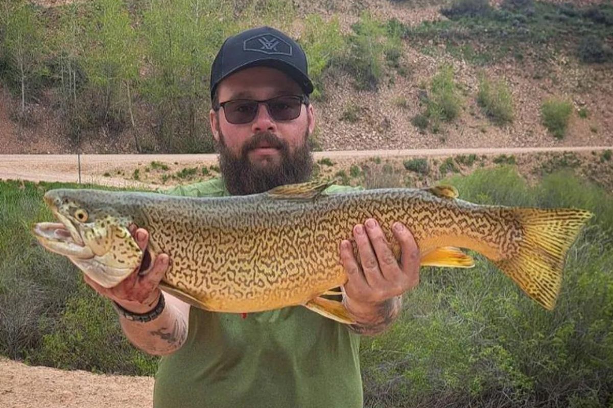 Tigerforelle: Gestreifter Hybrid-Räuber - BLINKER