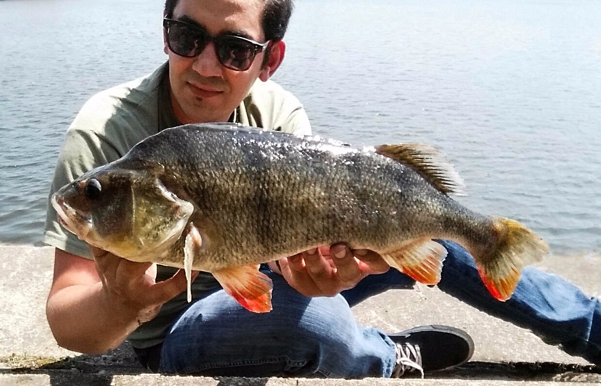 Die Rekord Barsche aus 10 Jahren BLINKER