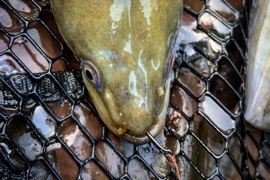 Englische Montagen für fischschonendes Aalangeln - BLINKER