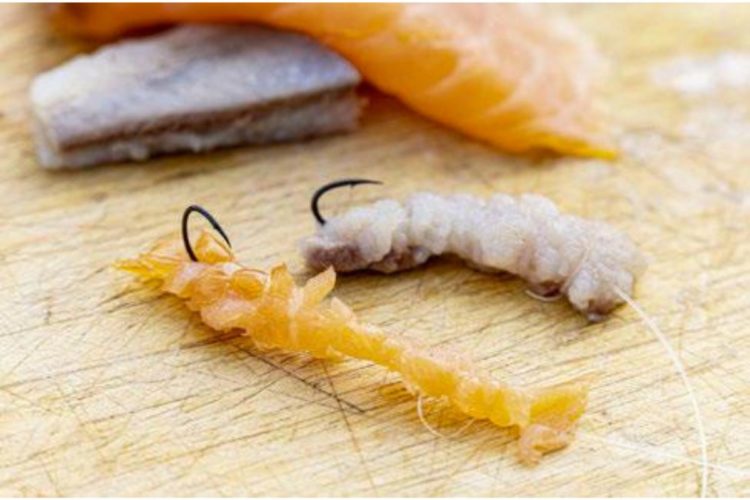 Wels, Aal und Stör: Exoten am Forellensee fangen - BLINKER