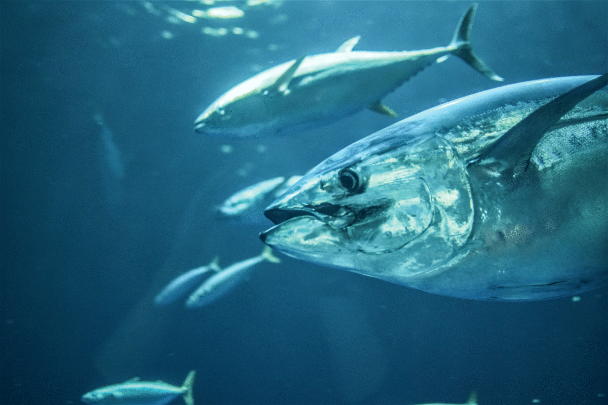 Thunfisch im Norden: Die Saison beginnt! - BLINKER