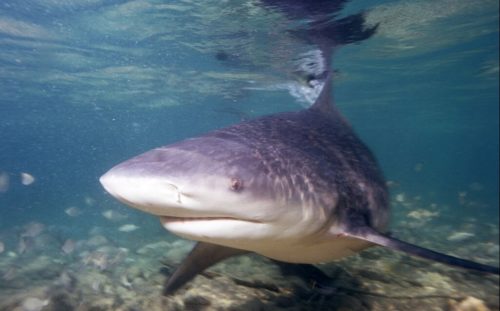 Die fünf gefährlichsten Haiarten der Welt - BLINKER