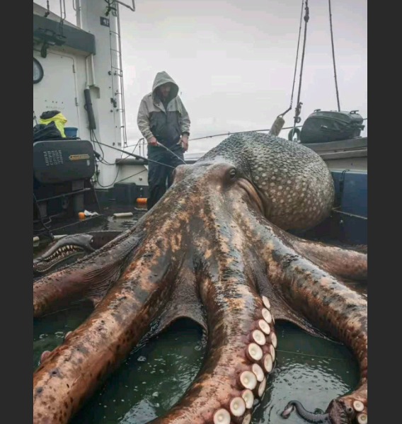 Schockierend: Fischer fangen Riesen-Krake nah am Festland - BLINKER