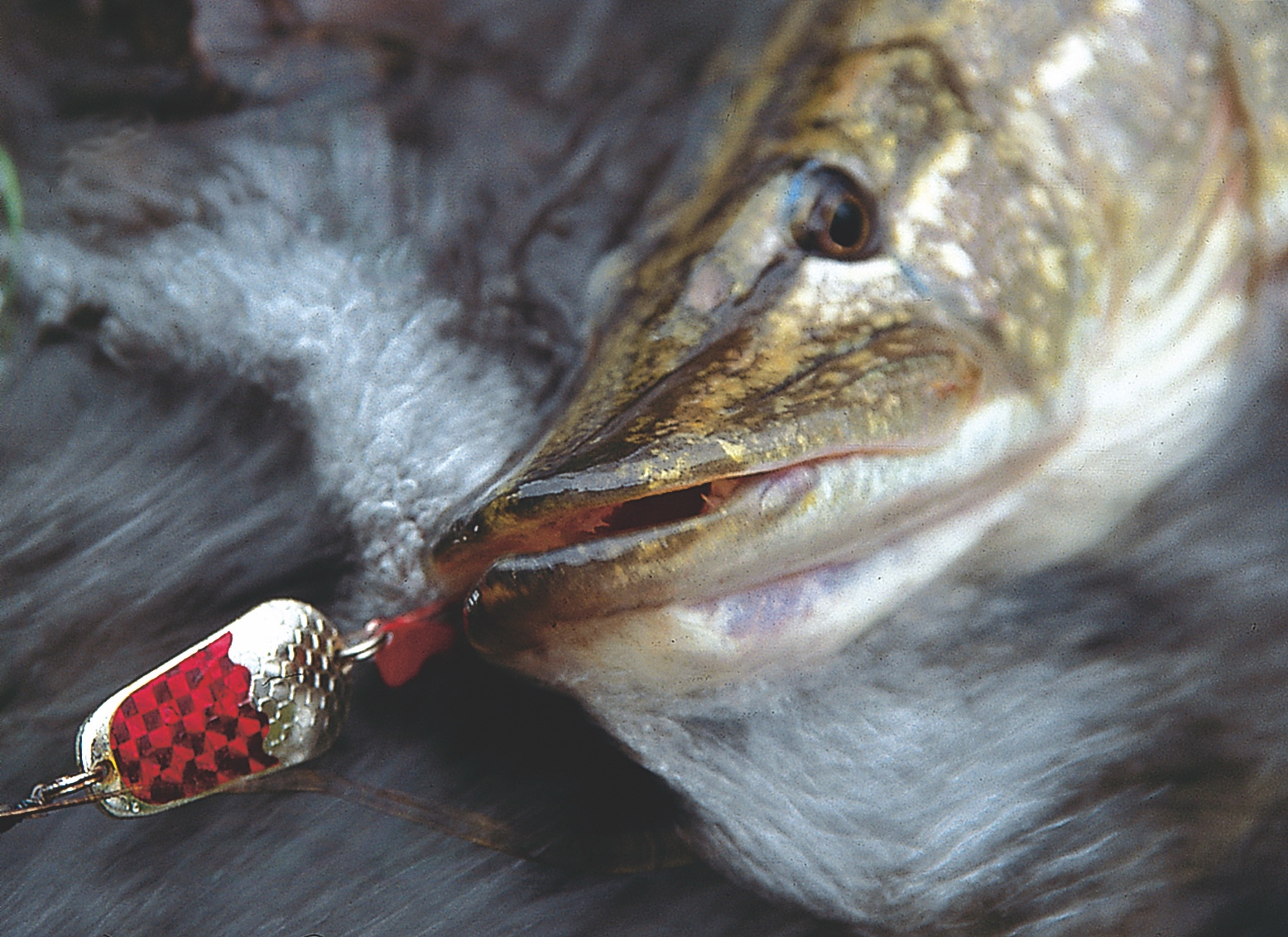 Wie fange ich einen Hecht? Wichtige Tipps für Einsteiger - BLINKER