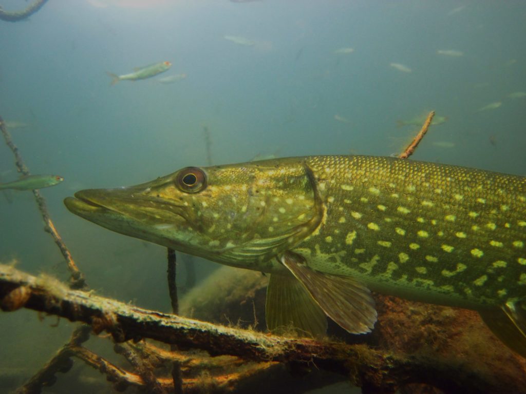 Wie fange ich einen Hecht? Wichtige Tipps für Einsteiger - BLINKER