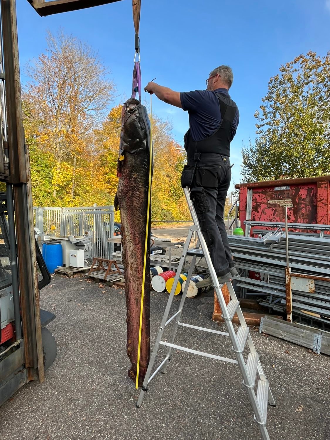 Neuer Wels-Rekord: Angler fangen versehentlich größten Wels in ...