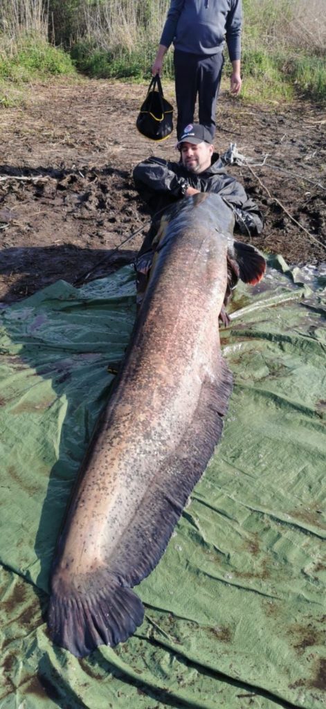 Wahnsinns-Welse: Die 19 größten Welse - ein Detail fällt Anglern sofort ...