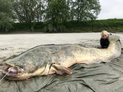 Wahnsinns-Welse: Die 19 größten Welse - ein Detail fällt Anglern sofort ...