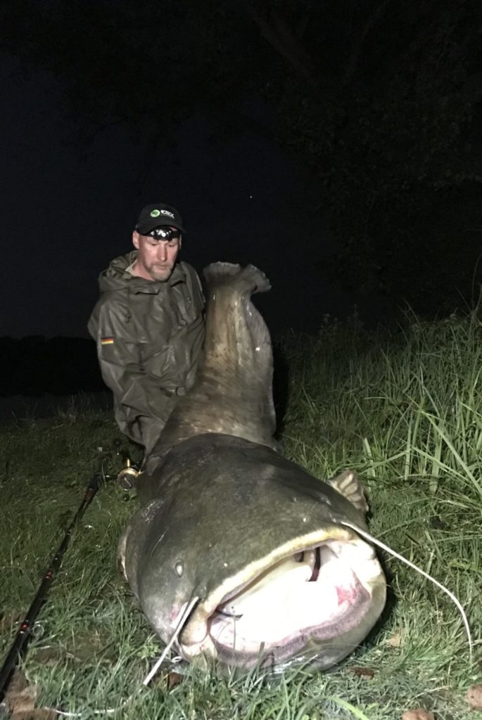 Wahnsinns-Welse: Die 19 größten Welse - ein Detail fällt Anglern sofort ...